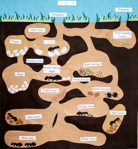 Ant Colony Structure