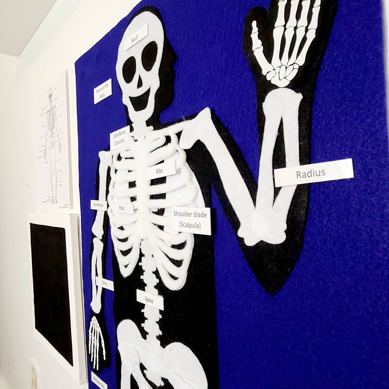 Giant Human Skeleton