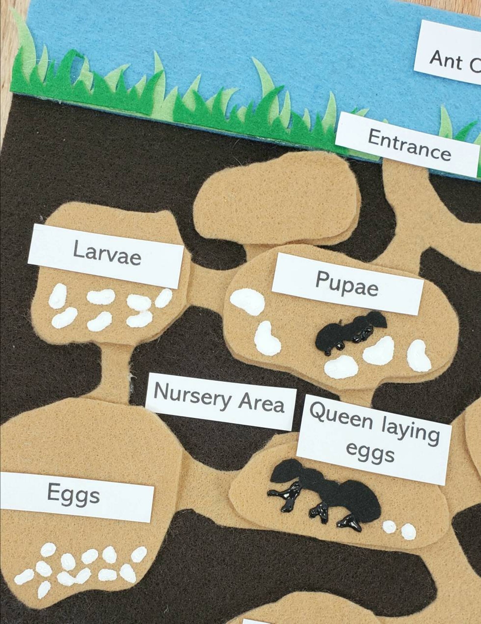 Ant Colony Felt Board Set Ant Habitat How Do Ants Live - Etsy