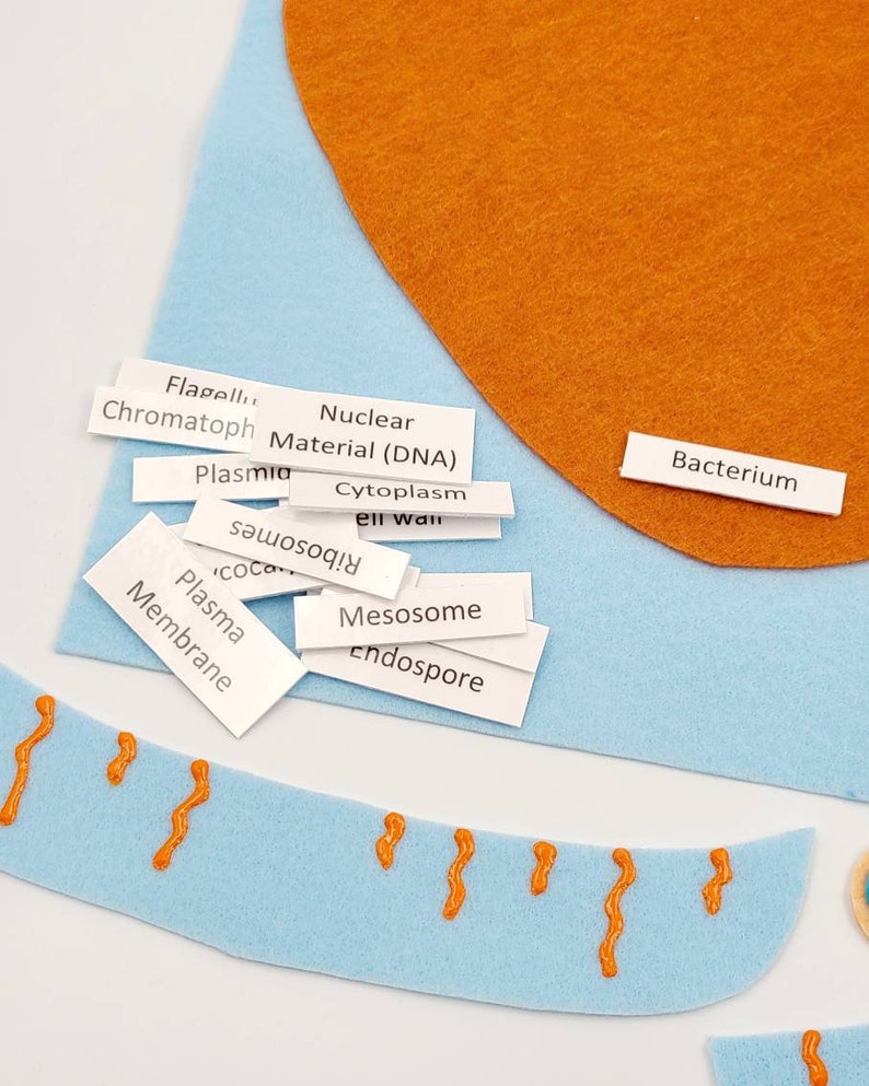 Bacterium Felt Model Set: Montessori Homeschool Science Anatomy - Etsy