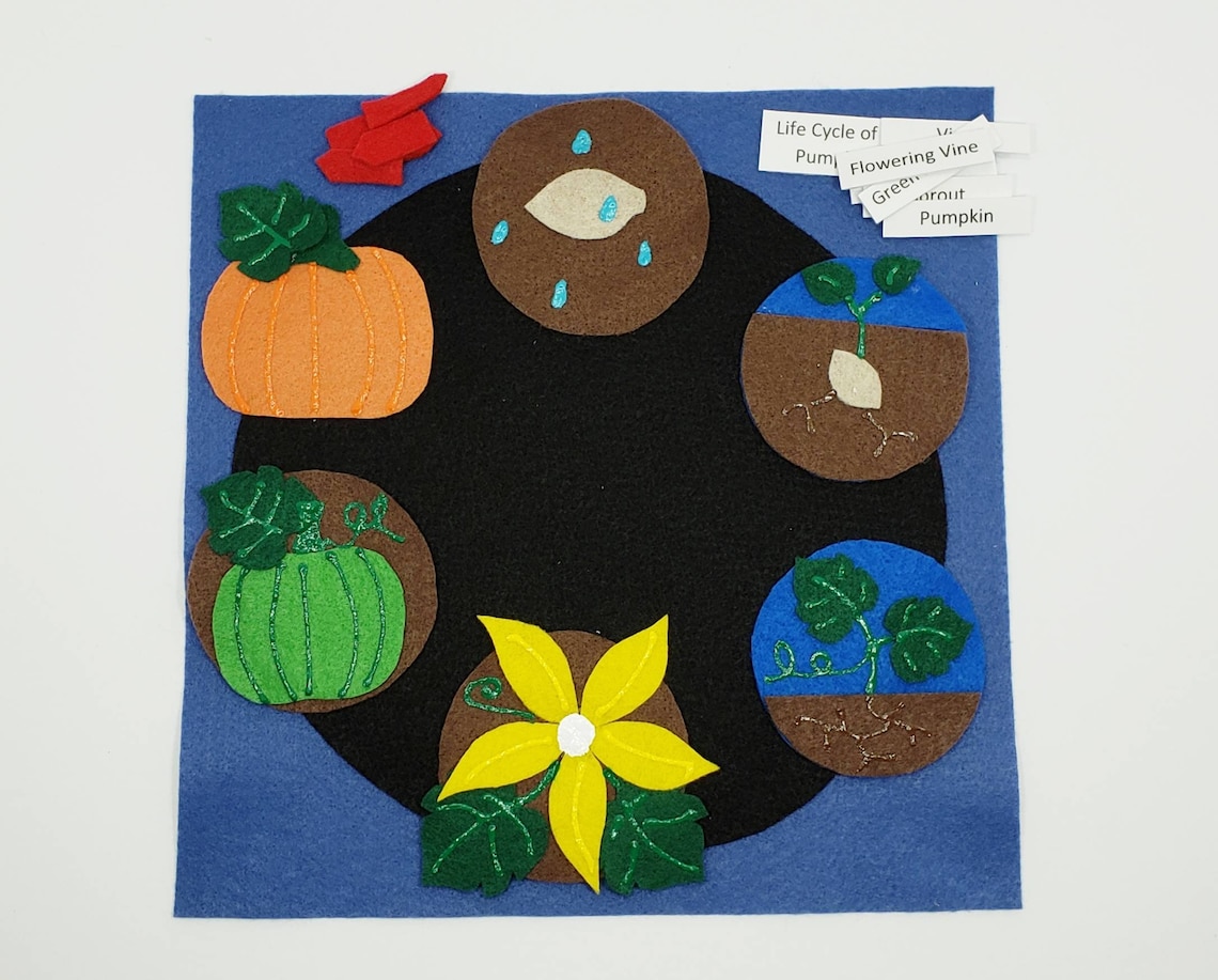 Pumpkin Life Cycle Felt Model Set: Homeschool Science - Etsy