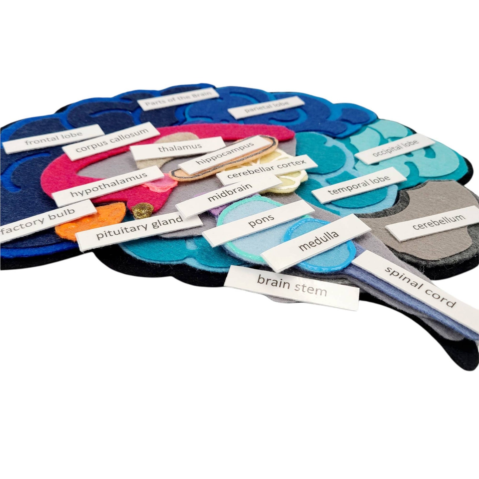 Brain Complex the Brain Felt Set Felt Brain Model - Etsy