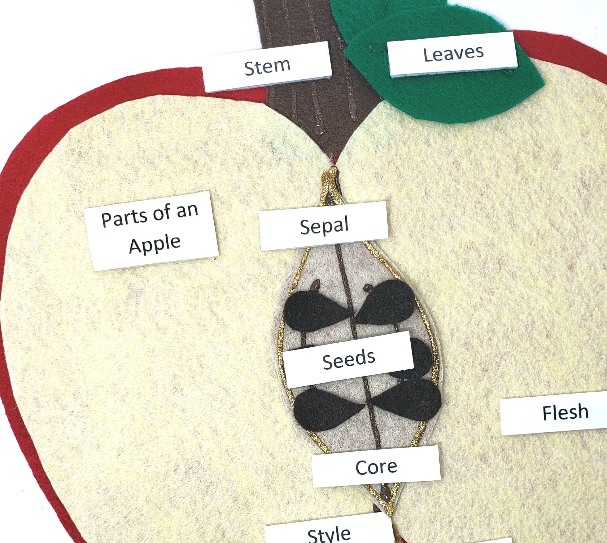 Apple Anatomy Felt Board Apple Parts Felt Set Apple - Etsy Canada