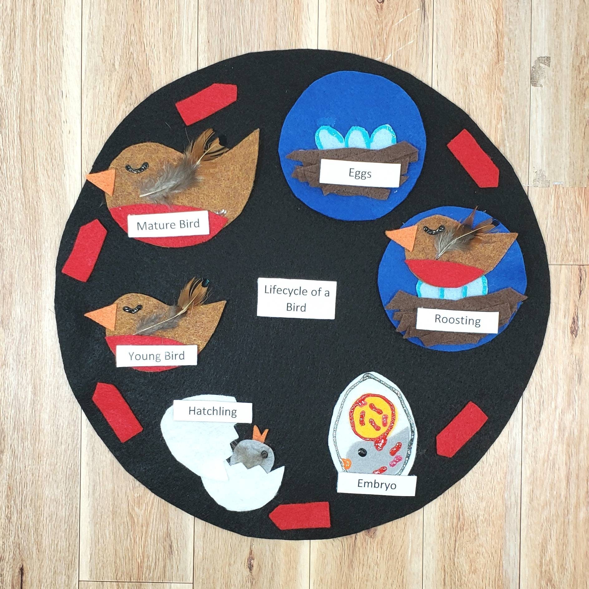 Toys & Games Learning & School Science Felt Board Life Cycle Flannel ...