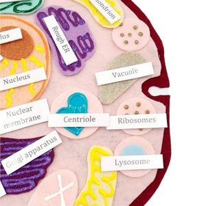 Animal Cell Felt Board | Animal Cell Felt| Montessori | Felt Board ...