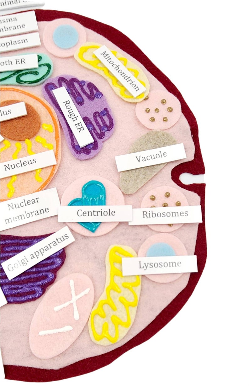 Animal Cell Felt Board Animal Cell Felt Montessori Felt - Etsy