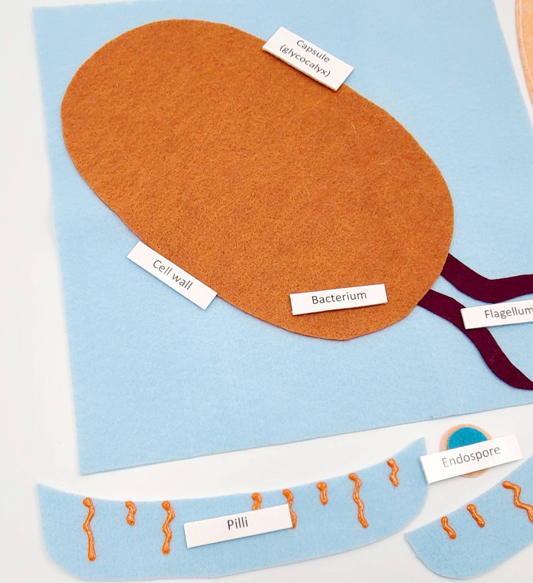 Bacterium Felt Board Bacteria Felt Set Bacteria Montessori - Etsy Denmark