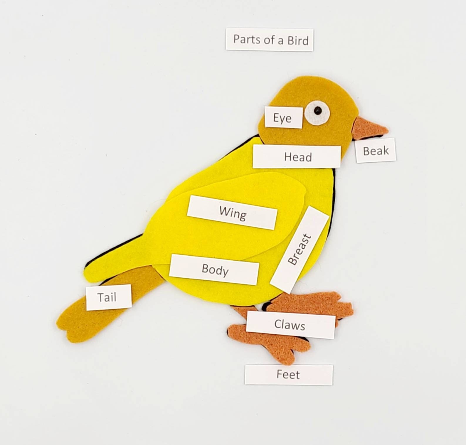 Felt Model Animal Anatomy Puzzle: Montessori Learning Set - Etsy