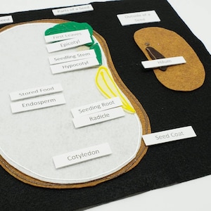 Seed Anatomy Felt Board, Seed Parts Felt Set, Seed Montessori, Felt ...