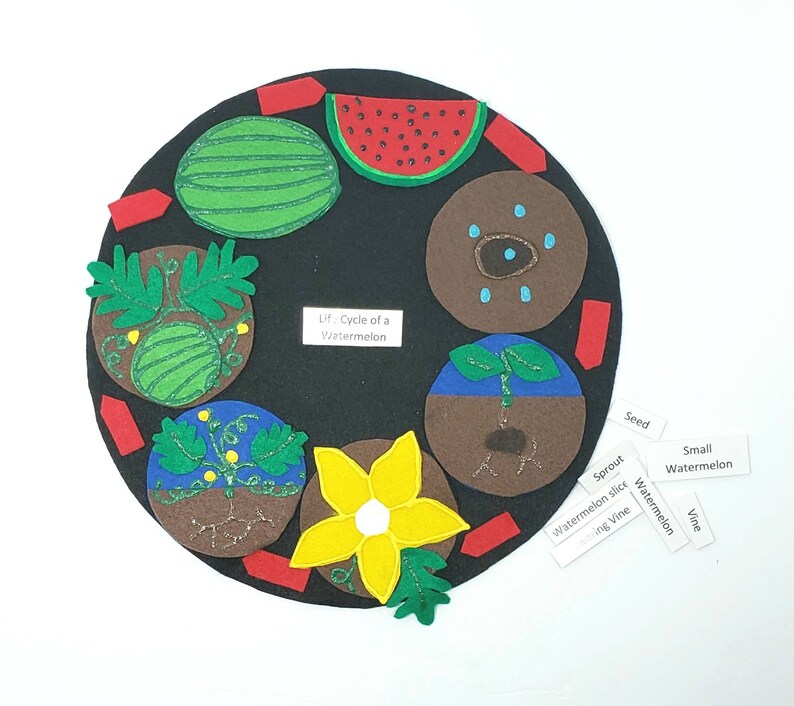Watermelon Life Cycle Felt Model Set: Homeschool Science Flannel - Etsy