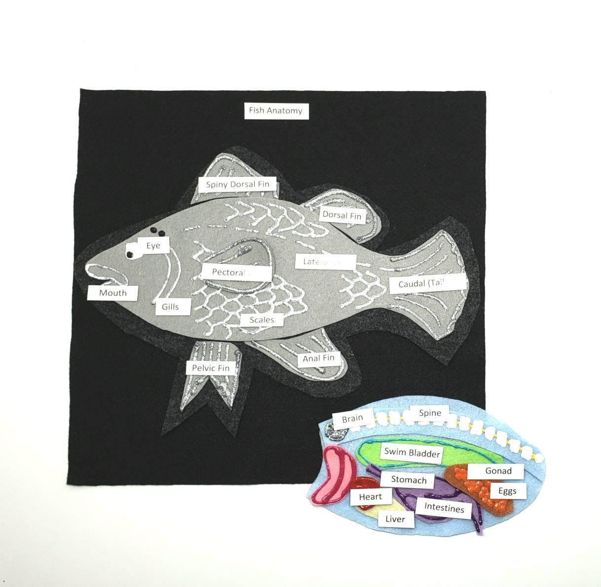 Parts Of A Fish Anatomy