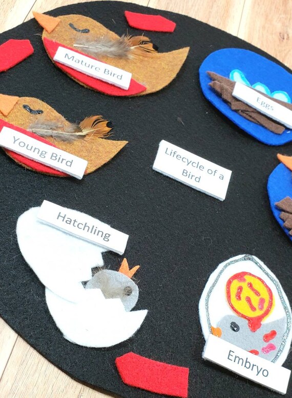 Toys & Games Learning & School Science Felt Board Life Cycle Flannel ...