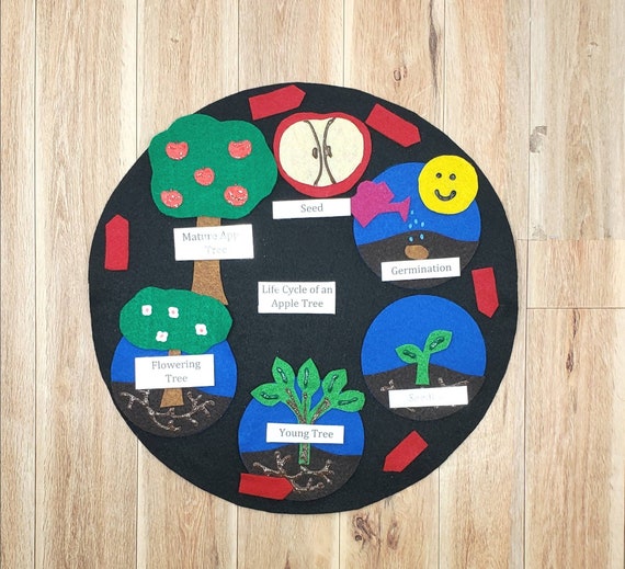 Ciclo De Vida De La Manzana