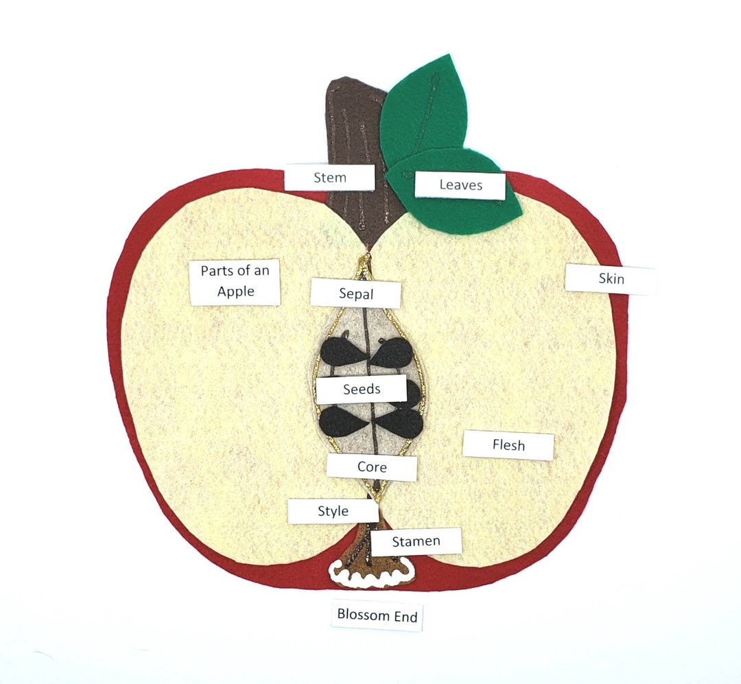 Apple Anatomy Felt Board, Apple Parts Felt Set, Apple Montessori, Felt ...