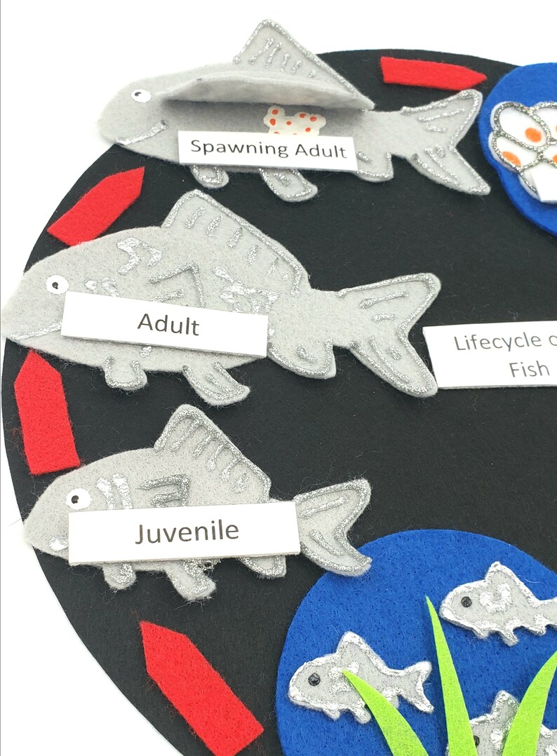 Fish Life Cycle Fish Felt Set Life Cycle Flannel Set Fish - Etsy Canada