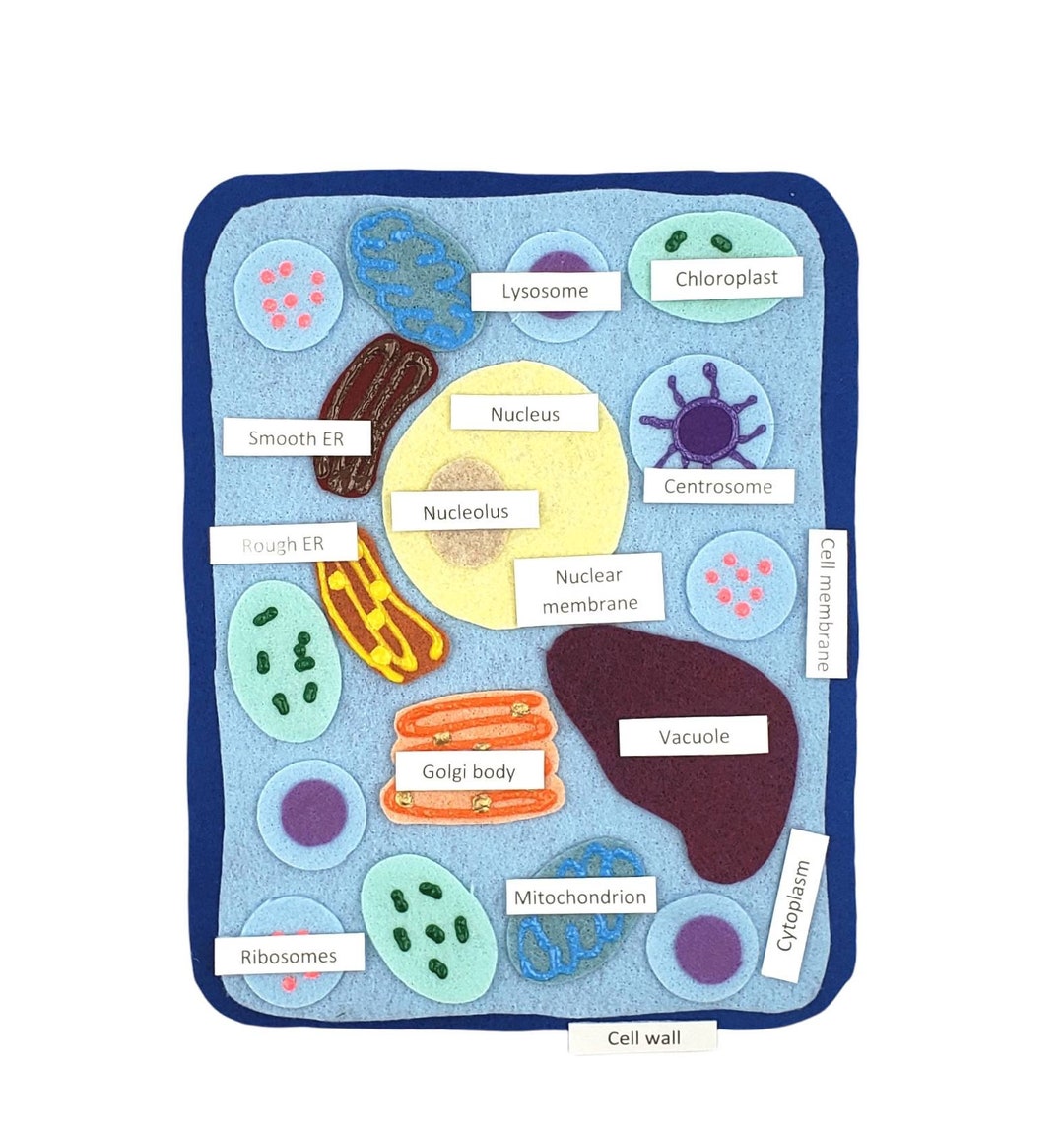 Plant Cell Felt Model Set: Homeschool Science Montessori Toy - Etsy