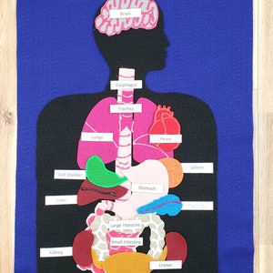 Felt Anatomy Set | Human Organs Felt Set | Body Parts Felt | Inside the ...
