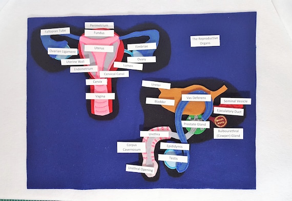 Reproductive System Projects
