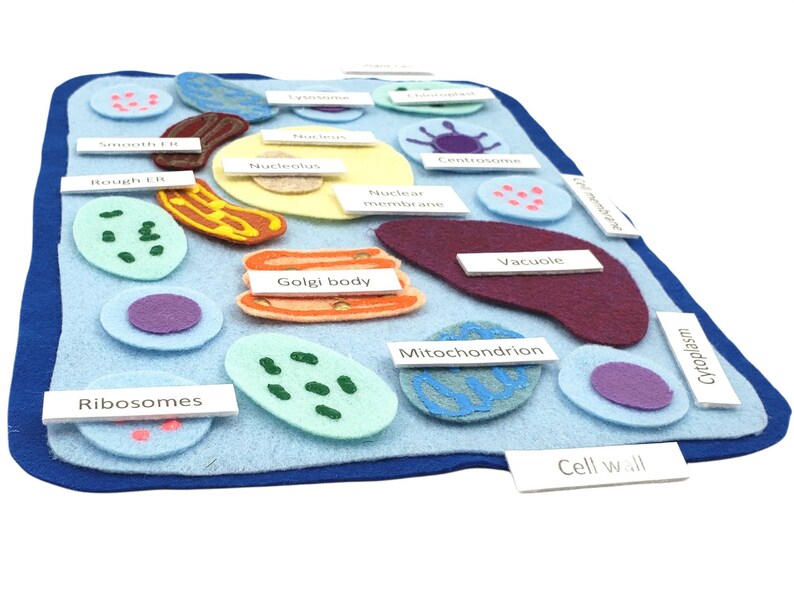Plant Cell Felt Model Set: Homeschool Science Montessori Toy - Etsy
