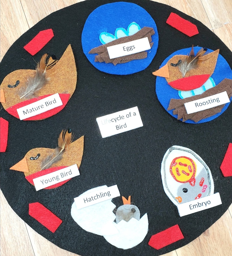 Robin Life Cycle Robin Felt Set Life Cycle Flannel Set | Etsy