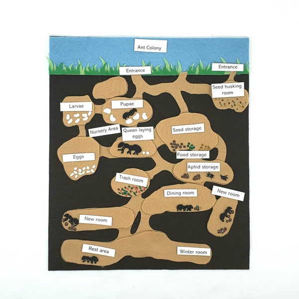 Montessori Ant - Etsy