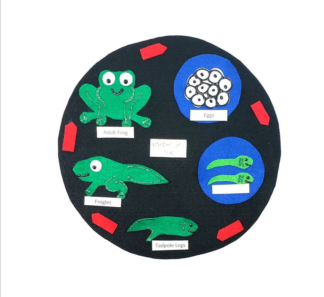 Frog Life Cycle Felt Board: Homeschool Science Set - Etsy