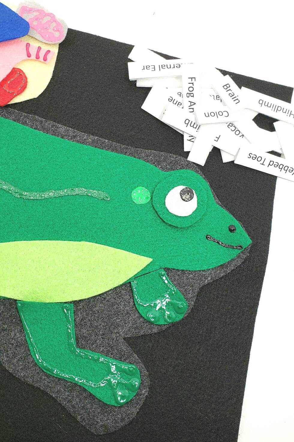 Frog Anatomy felt board Parts of a Frog felt set | Etsy