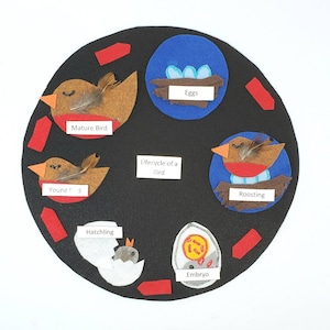 Robin Life Cycle, Robin Felt Set , Life Cycle Flannel Set, Bird Life ...