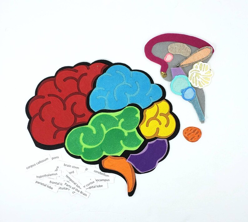 Brain complex The Brain Felt Set Felt Brain Model | Etsy