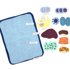 Plant Cell Felt Model Set: Homeschool Science Montessori Toy - Etsy