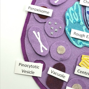 Human Cell Felt Board Human Cell Felt Set Human Cell Montessori Science ...