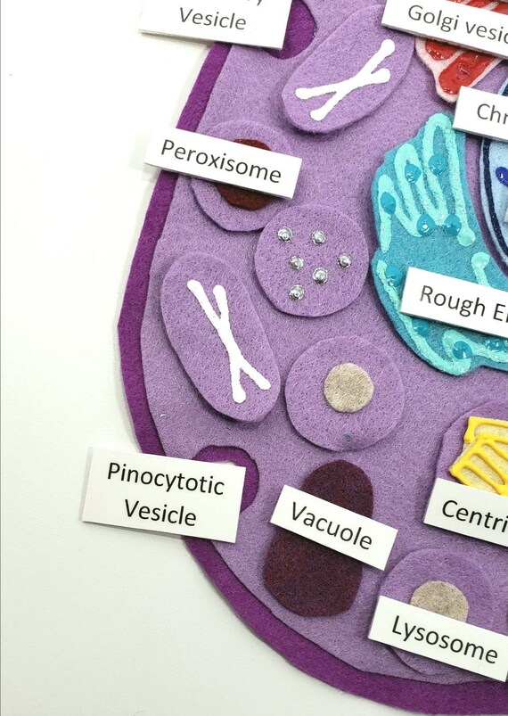 Human Cell Model For Kids