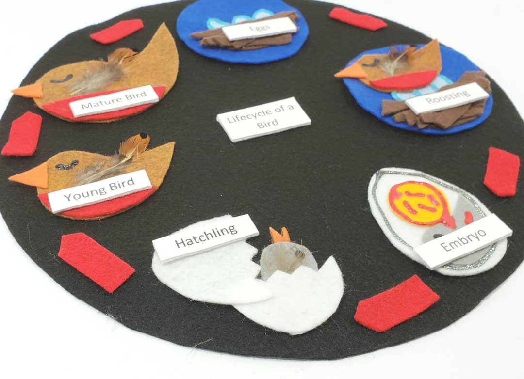 Robin Life Cycle, Robin Felt Set , Life Cycle Flannel Set, Bird Life ...