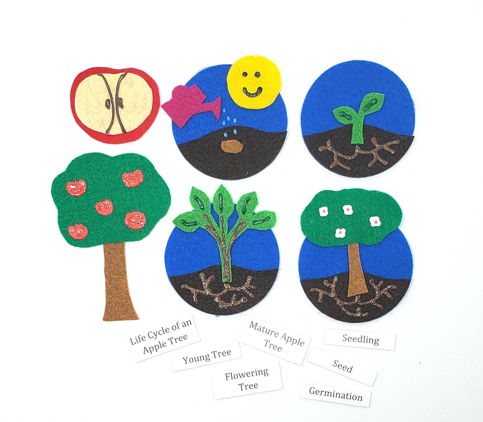 Hoja De Trabajo Sobre El Ciclo De Vida De Un Manzano