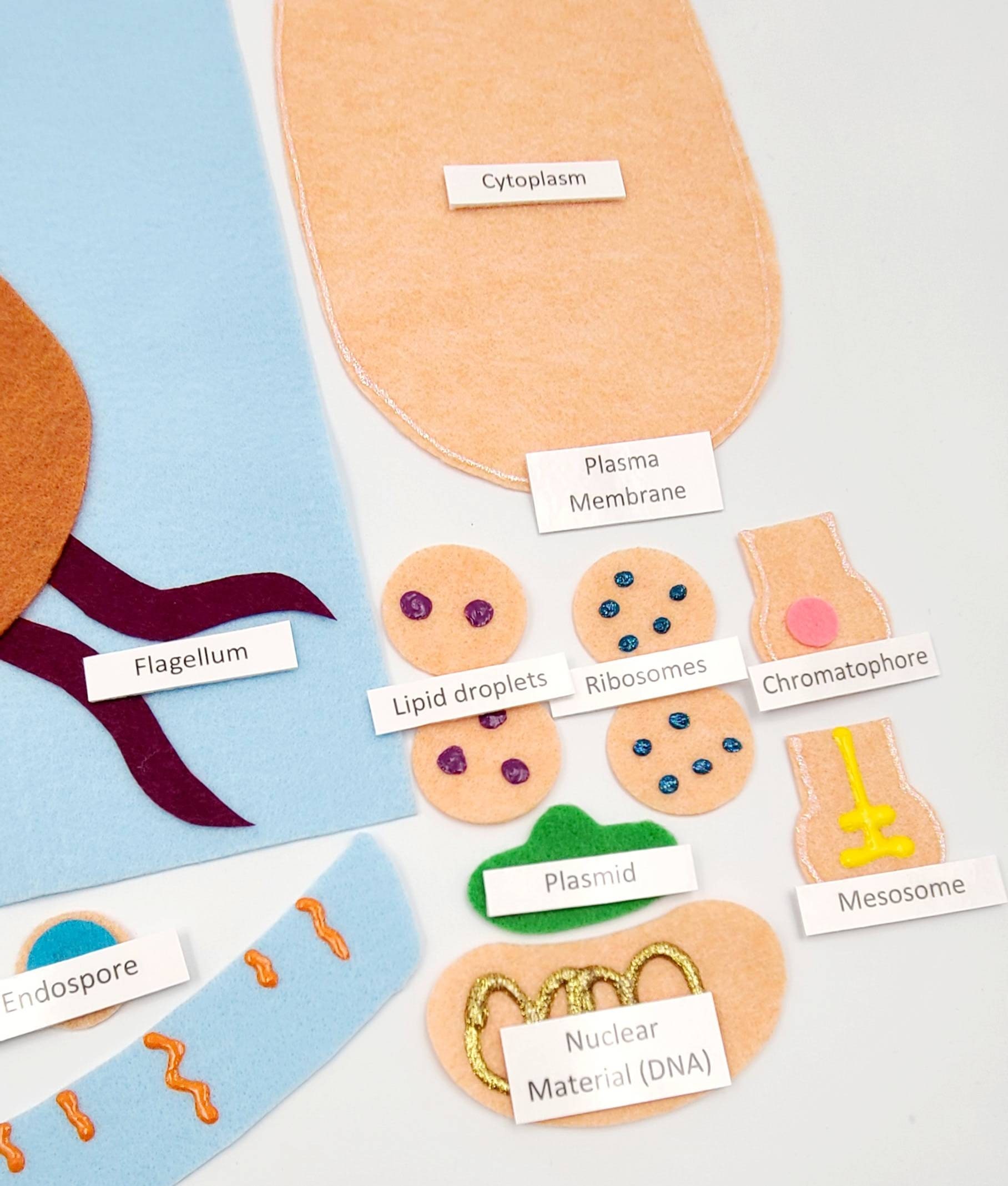 Bacterium Felt Board Bacteria Felt Set Bacteria Montessori - Etsy Denmark