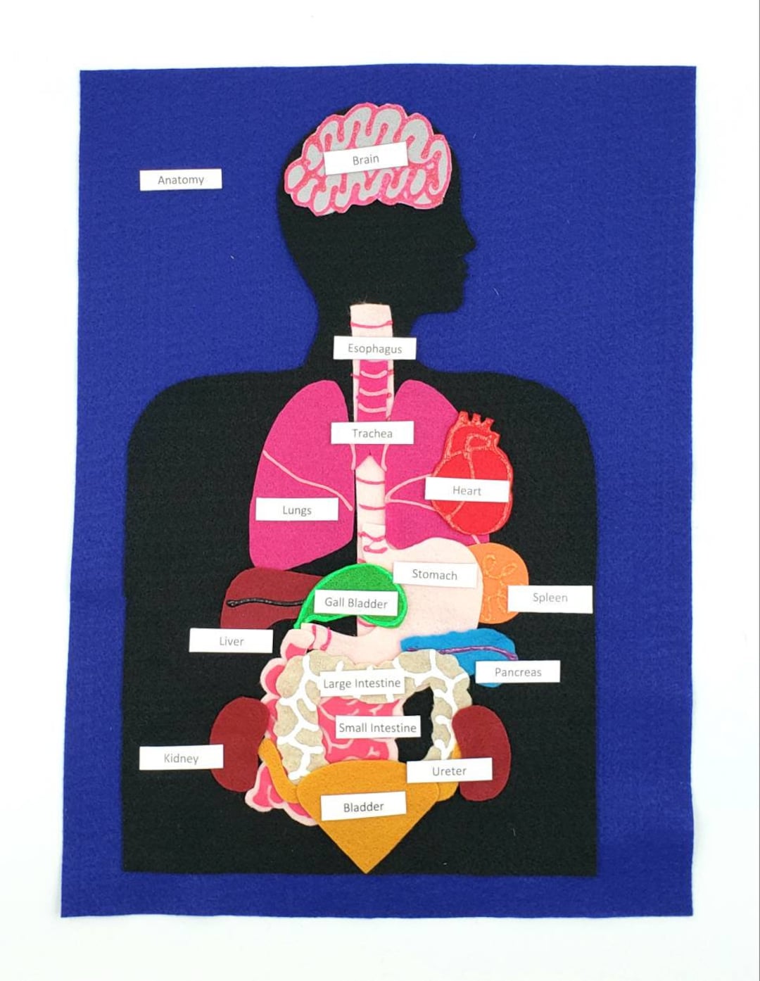 Felt Anatomy Set: Human Organs, Montessori Homeschool Health - Etsy