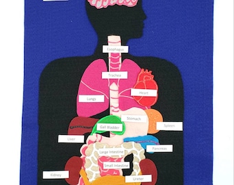 Felt Anatomy Board - Etsy
