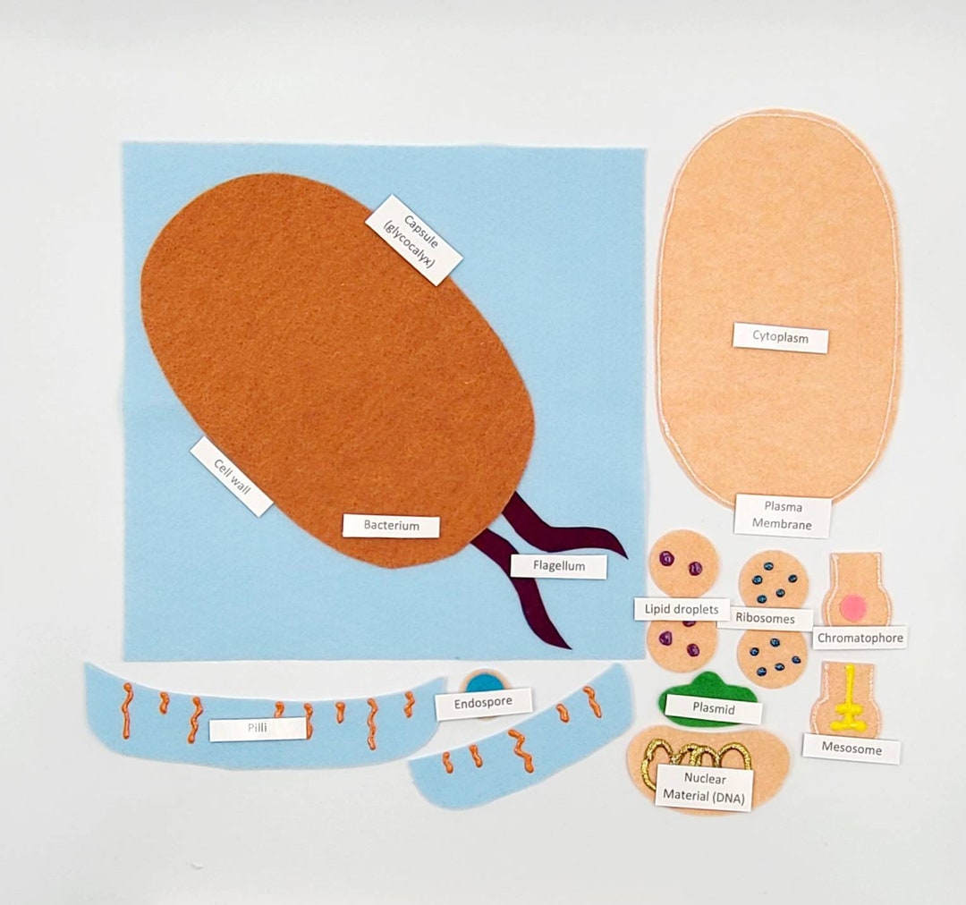 Bacterium Felt Model Set: Montessori Homeschool Science Anatomy - Etsy