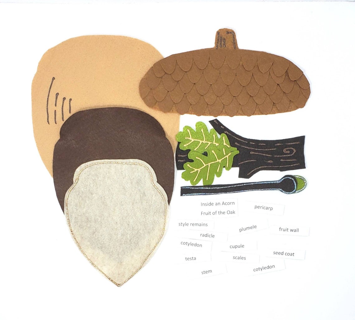 Acorn Anatomy felt board Acorn parts felt set Acorn | Etsy