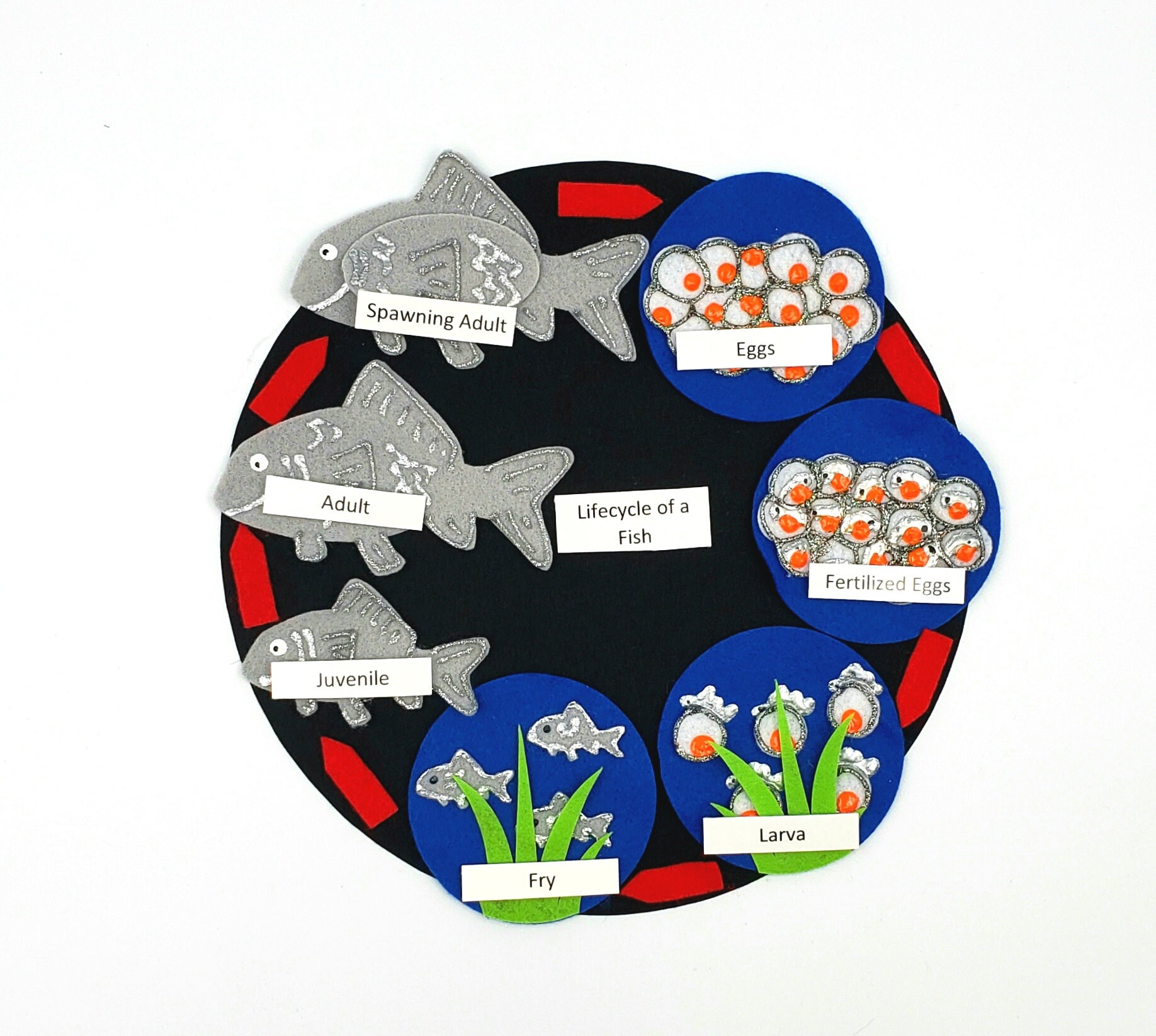 Fish Life Cycle Fish Felt Set Life Cycle Flannel Set Fish - Etsy Canada