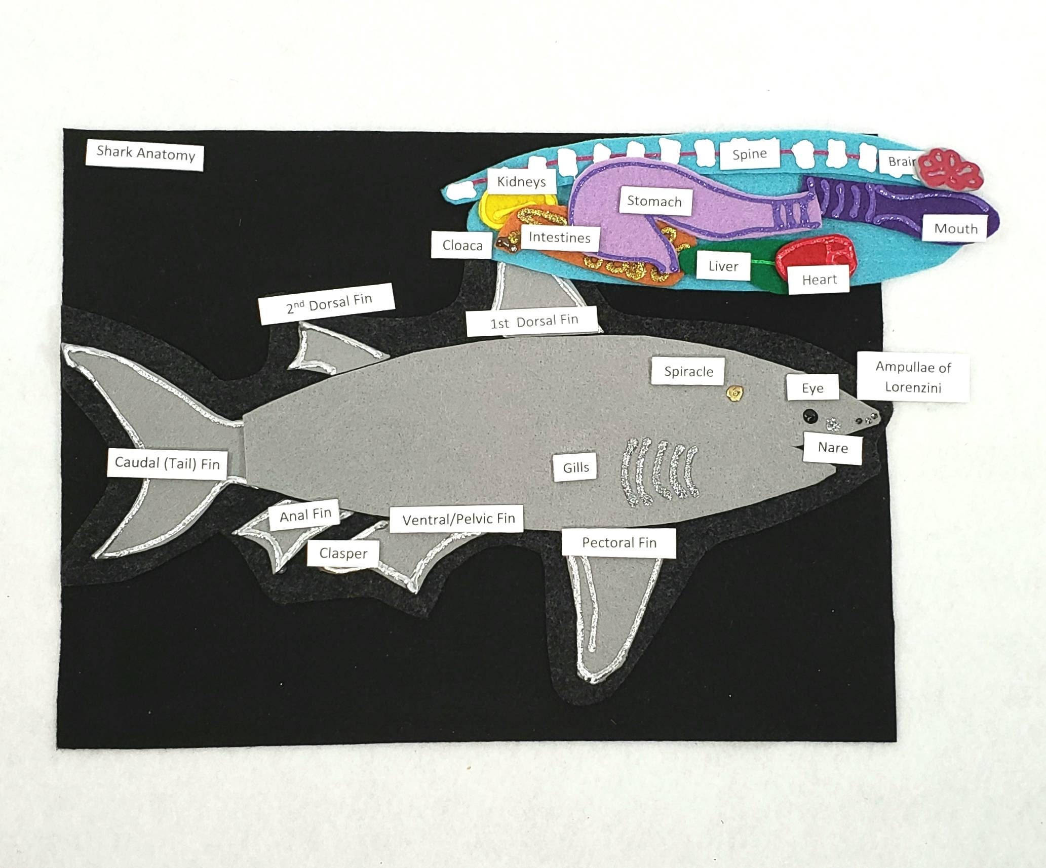 Shark Dissection Brain