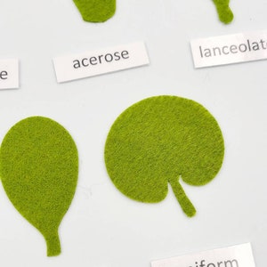Botany Felt Set | Montessori Leaf Shape Classification - Etsy