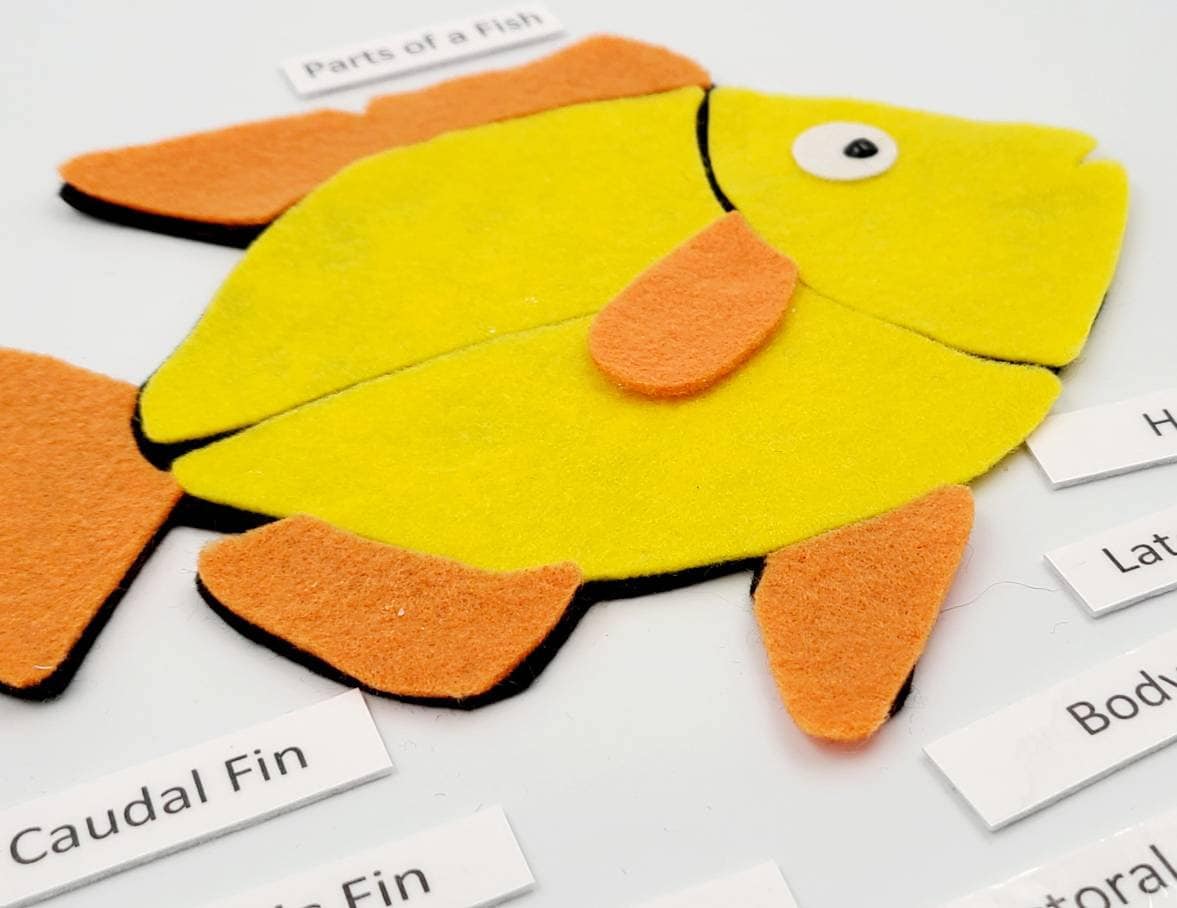 Felt fish puzzle Montessori fish anatomy felt set | Etsy
