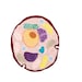 Animal Cell Felt Board | Animal Cell Felt Set | Animal Cell Montessori ...