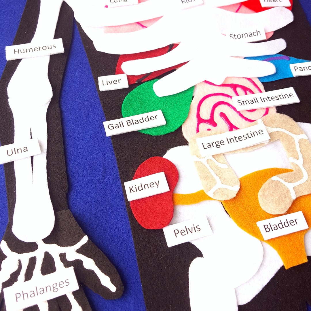 3 in 1 Felt Anatomy Set With Organs, Bones and Body Emotions and ...