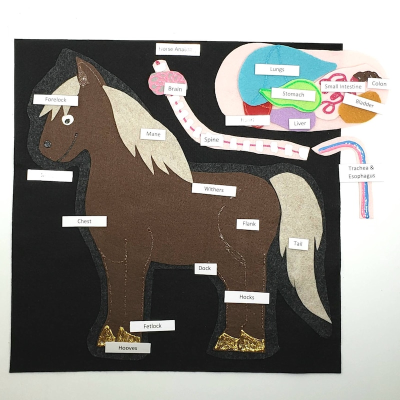 Horse Anatomy - Etsy