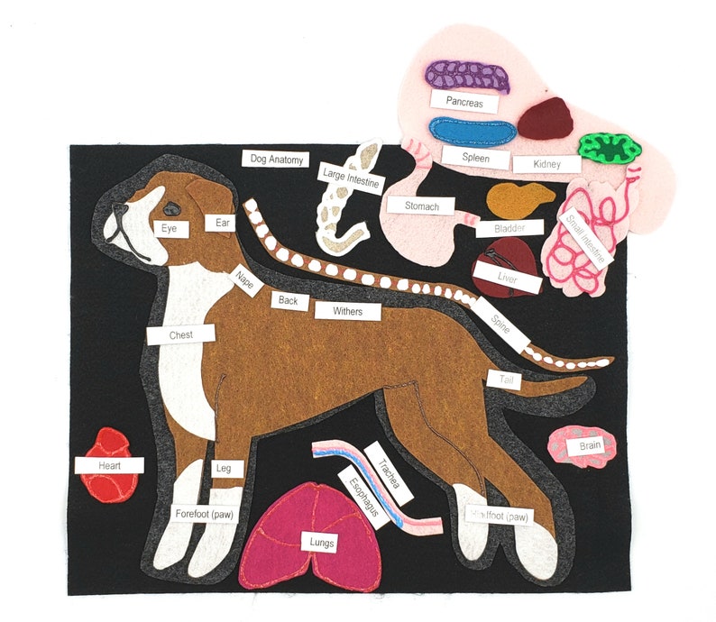 Dog Anatomy Felt Model : Montessori Homeschool Science Set - Etsy