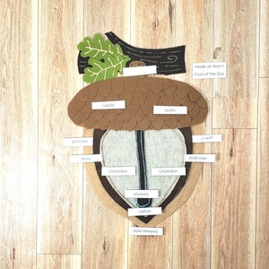Acorn Anatomy Felt Board | Acorn Parts Felt Set | Acorn Montessori ...