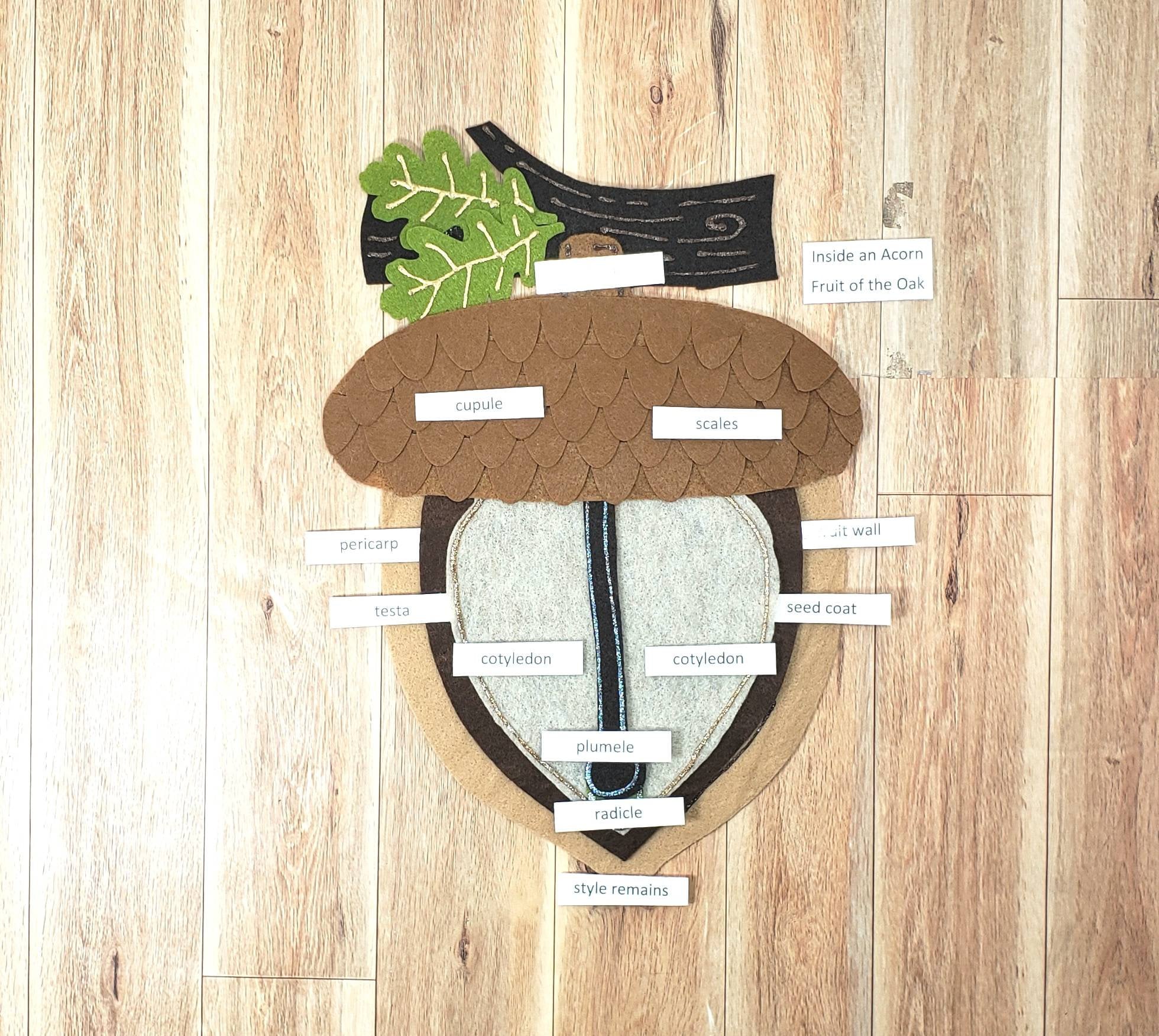 Acorn Anatomy Felt Board Acorn Parts Felt Set Acorn | Etsy Ireland