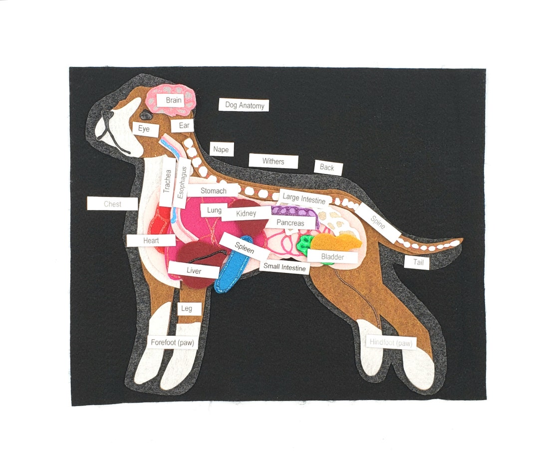 Dog Anatomy Felt Model : Montessori Homeschool Science Set - Etsy